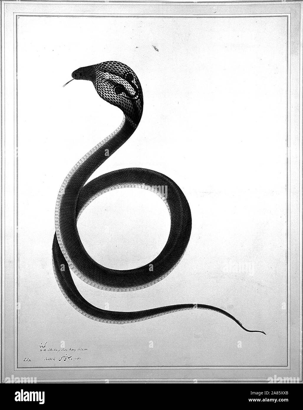 Indian spectacle cobra hi-res stock photography and images - Alamy