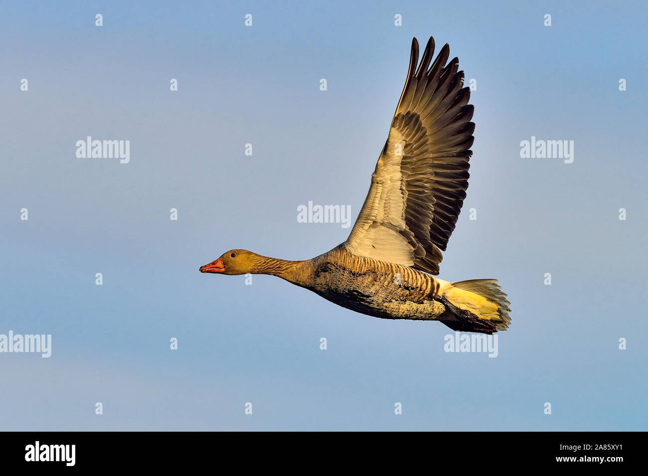 Grey goose in flight hi-res stock photography and images - Alamy