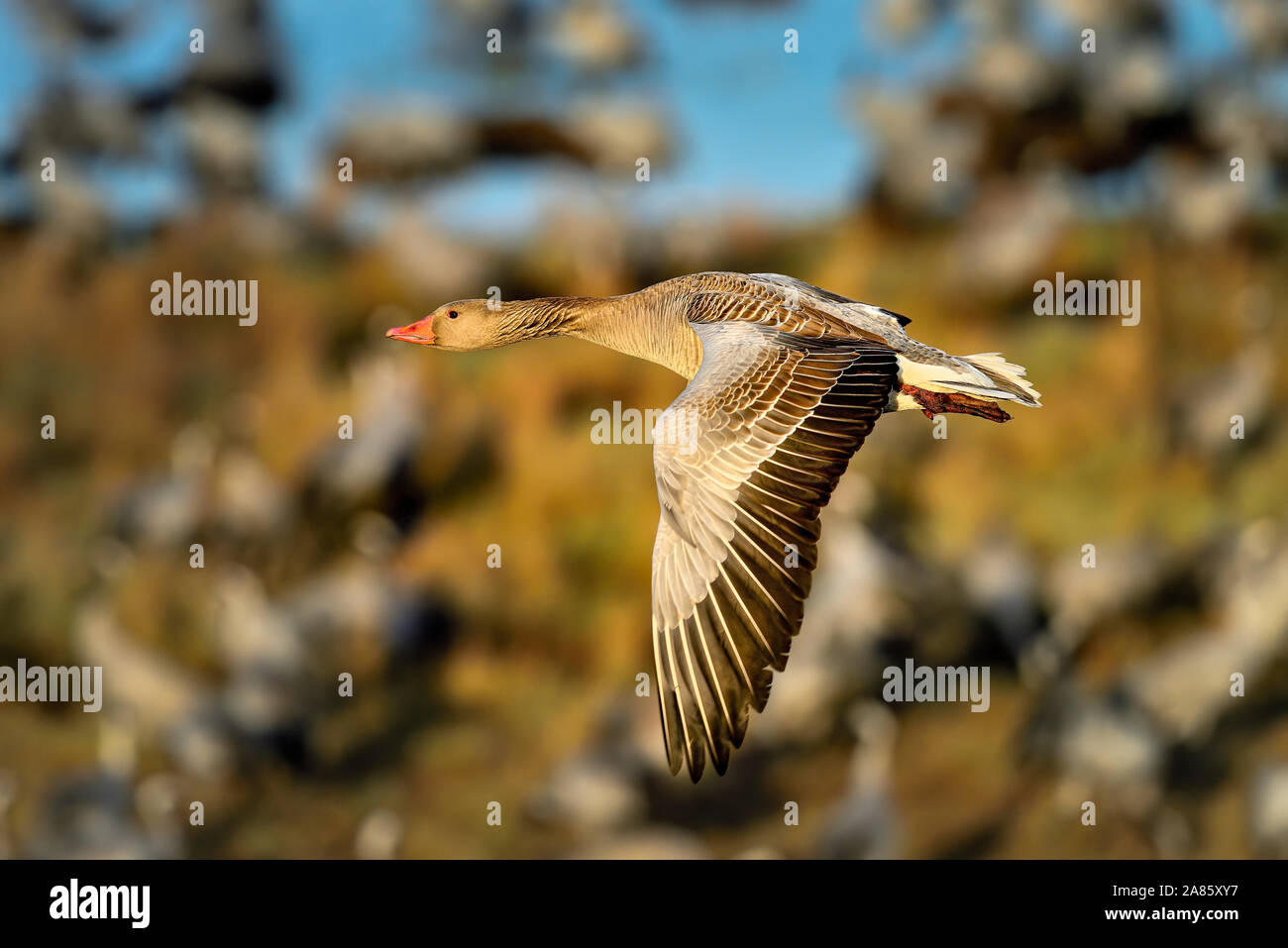 Grey goose in flight hi-res stock photography and images - Alamy