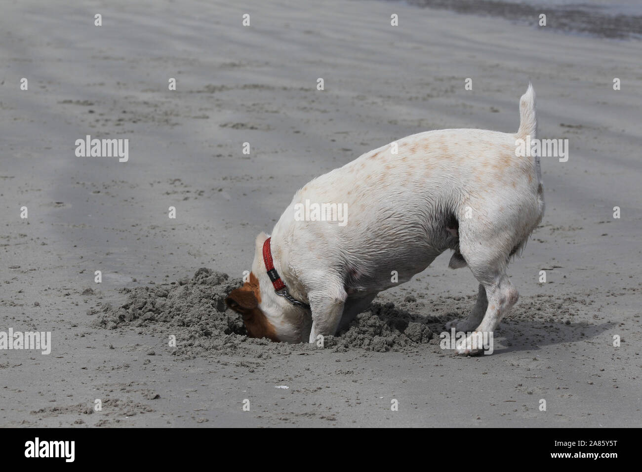 Jack russell terrier digging in hi-res stock photography and images - Alamy