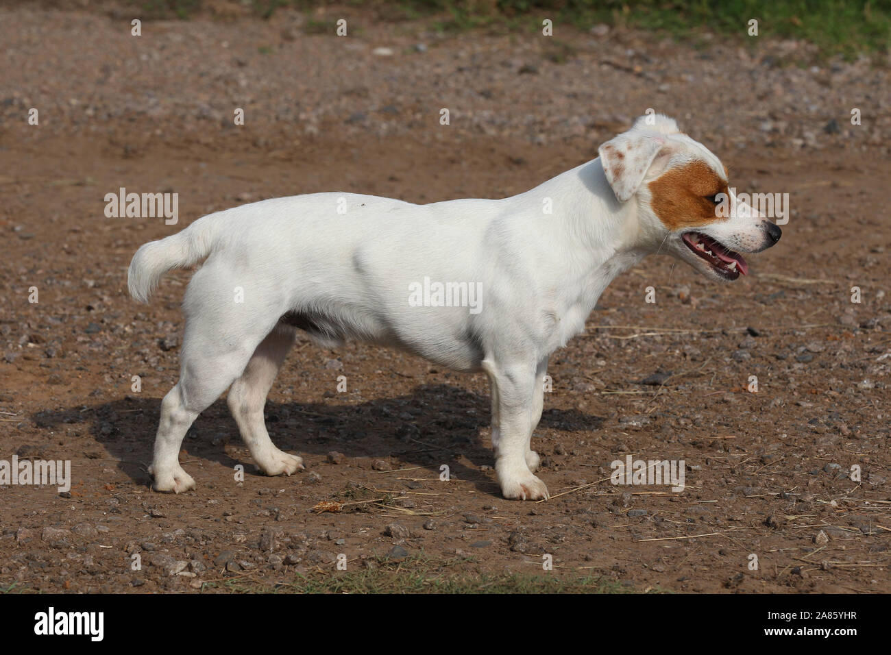 Jack russell terrier sitting profile hi-res stock photography and ...