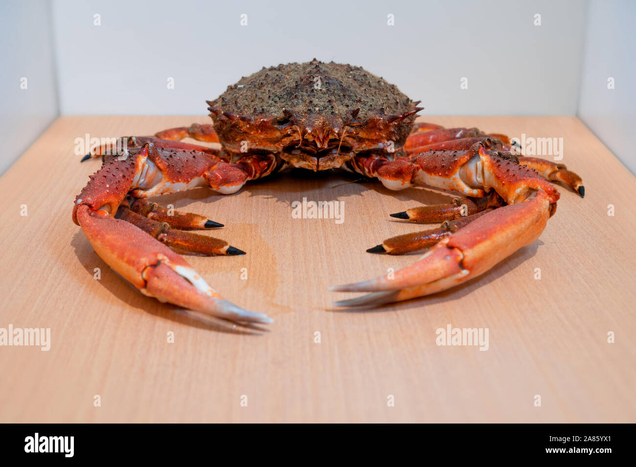 Spider shrimp hi-res stock photography and images - Alamy