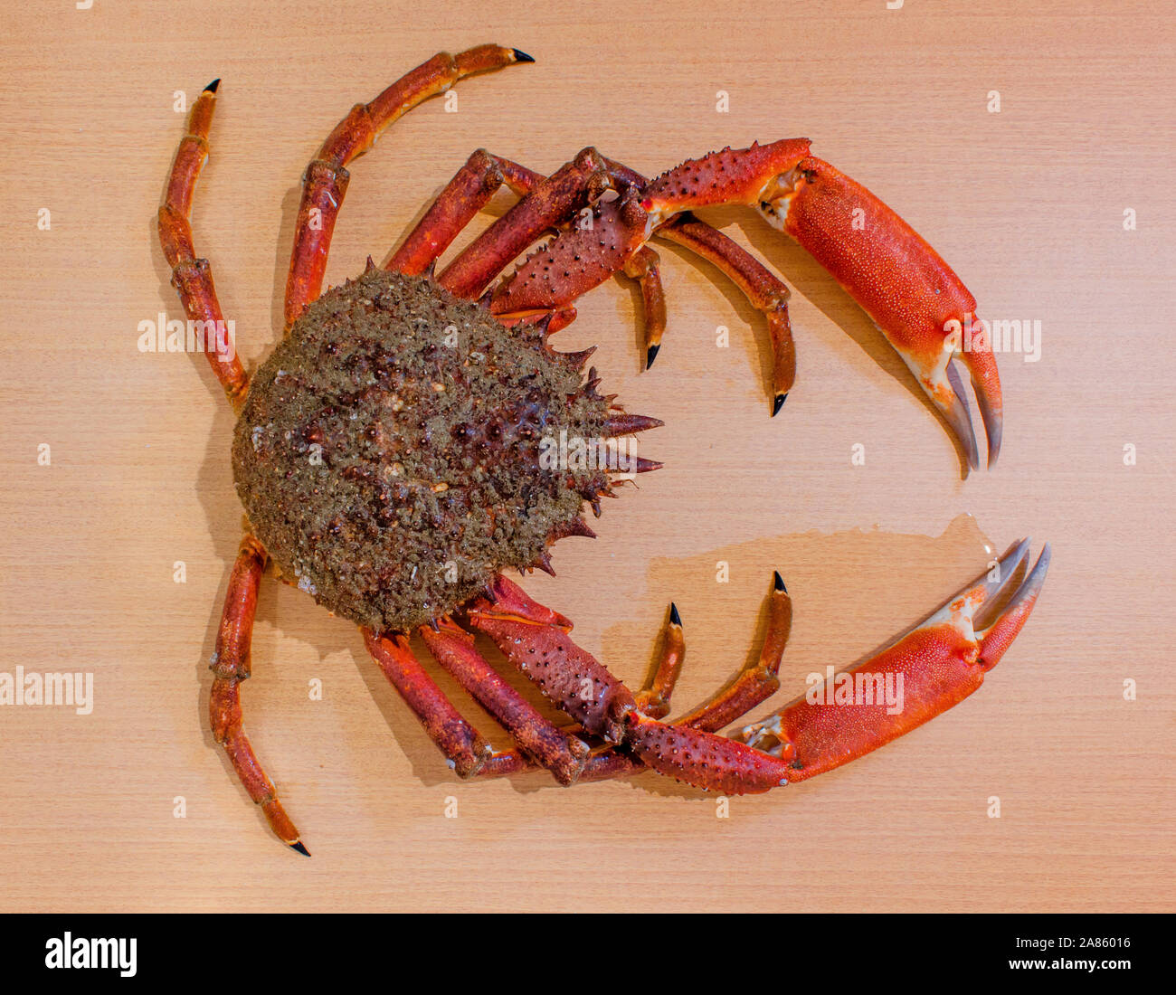 Italian spider crab hi-res stock photography and images - Alamy