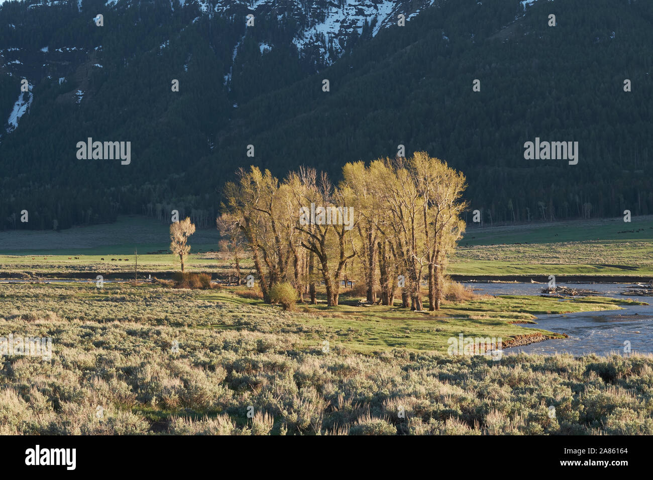 Things in trees hi-res stock photography and images - Alamy