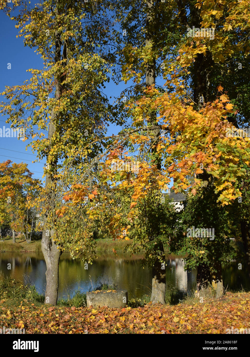 Autumn landscape with colorful trees Stock Photo - Alamy