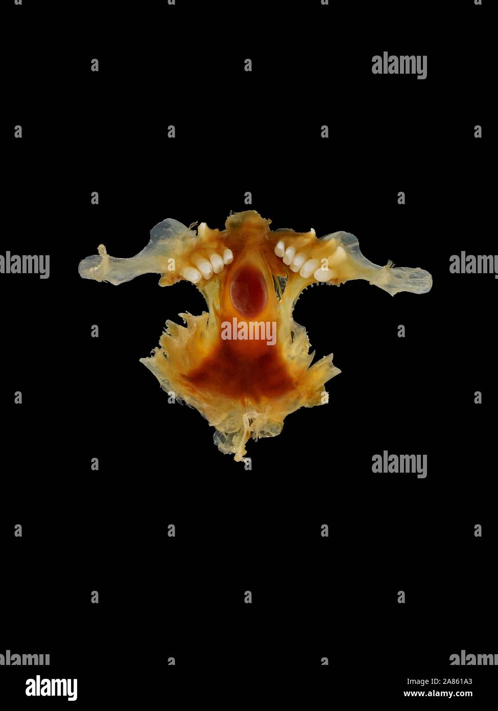 Parts of a fish hi-res stock photography and images - Alamy