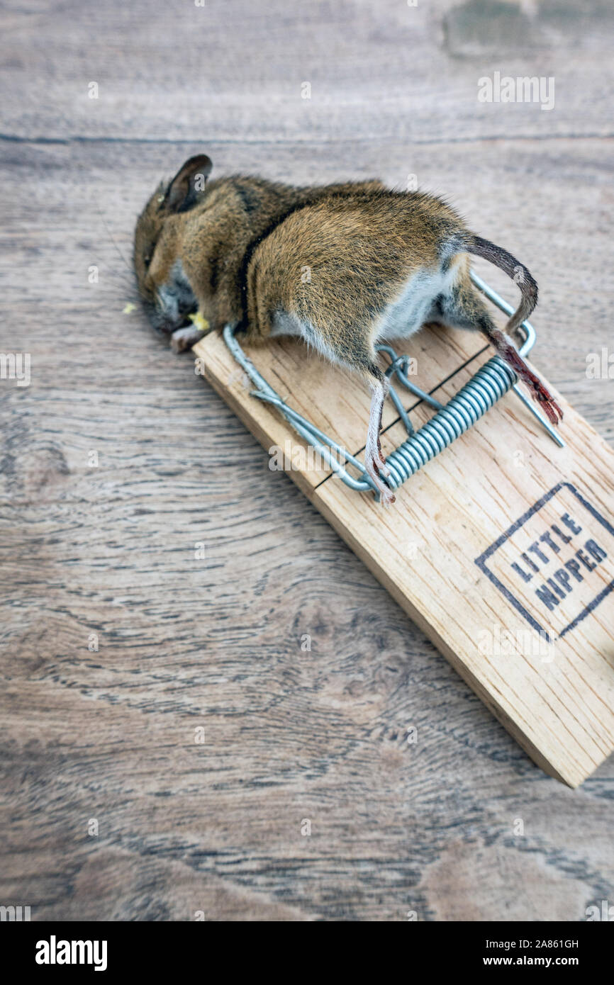 Trapped killed crushed hi-res stock photography and images - Alamy