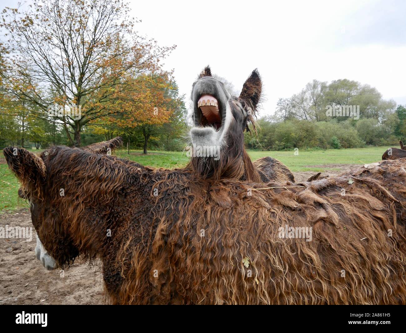 Laughing donkey hi-res stock photography and images - Alamy