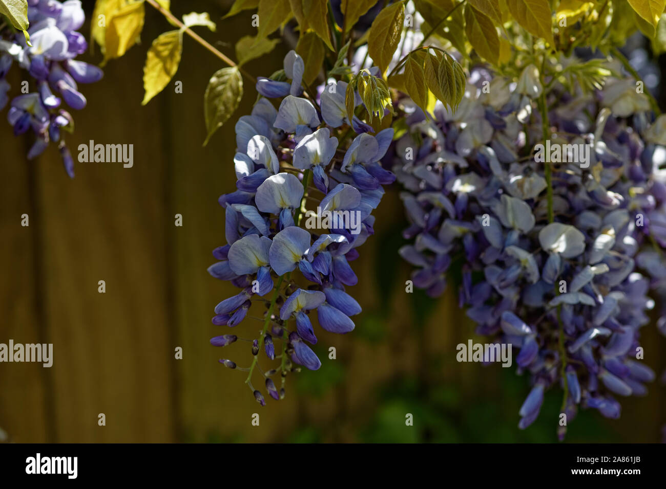 Home gardens, plants and trees, UK Stock Photo - Alamy