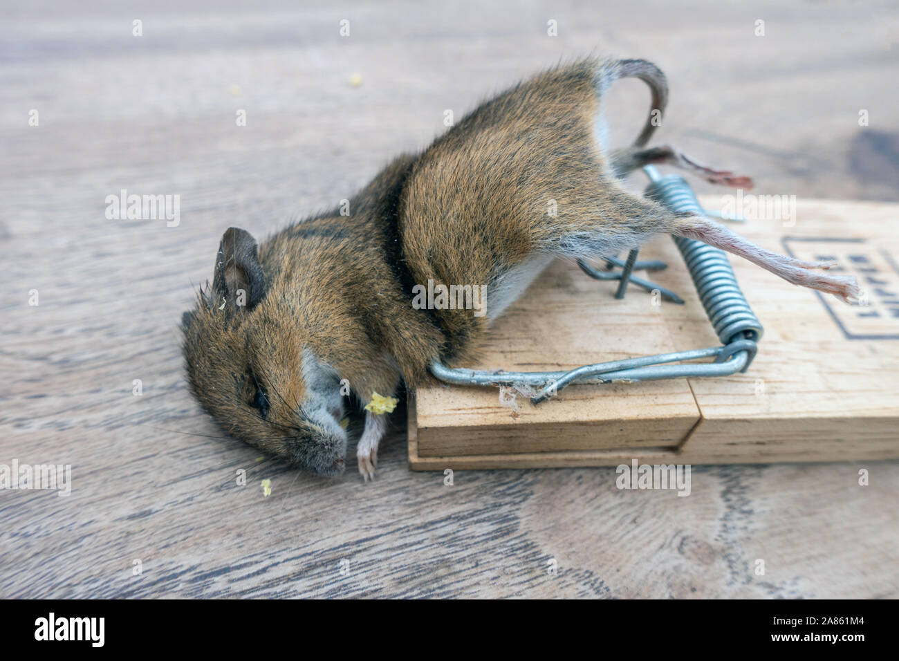 Trapped killed crushed hi-res stock photography and images - Alamy