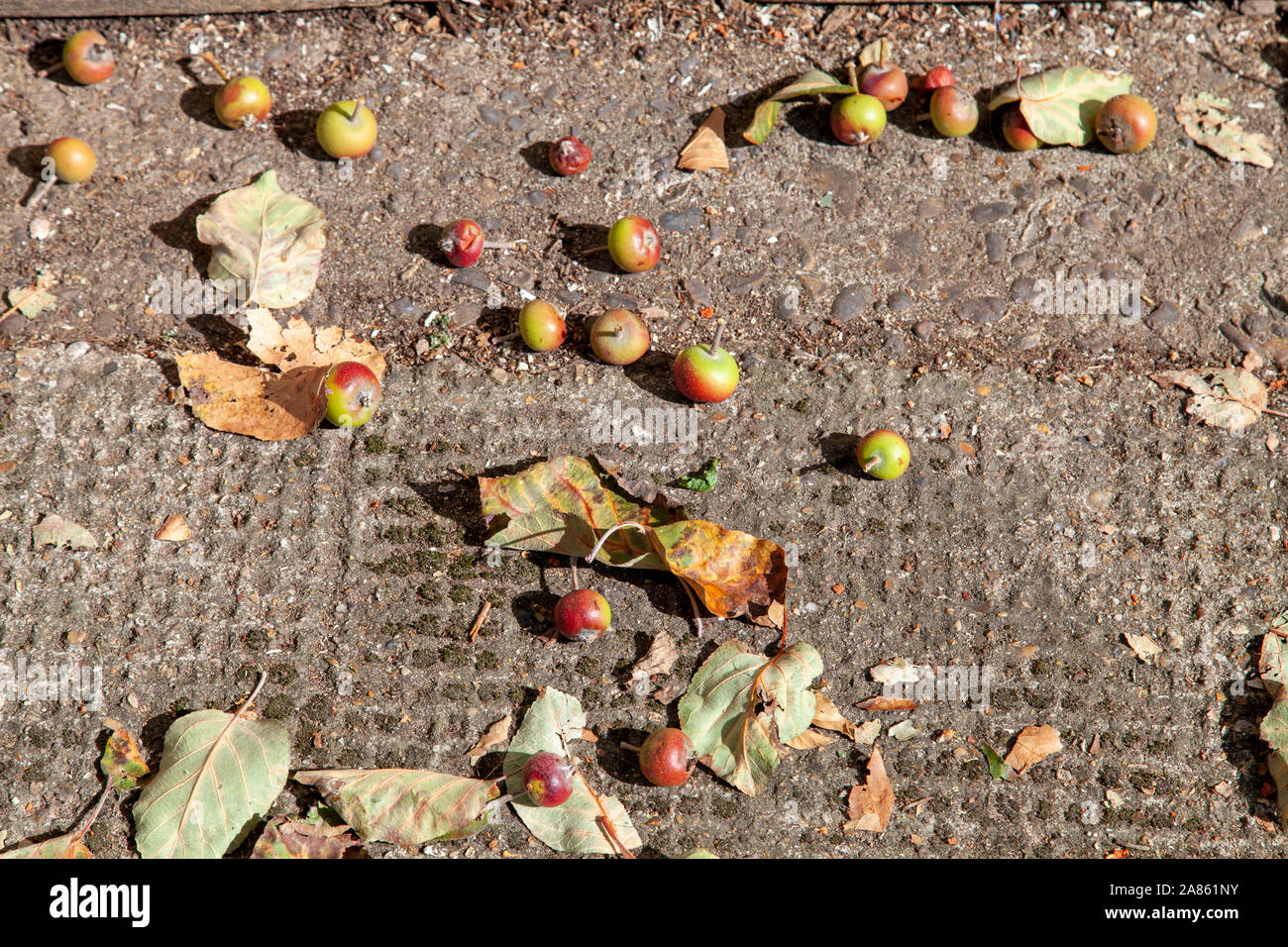 Fallen fruit from a Chonosuki or Pillar apple (Malus tschonoskii ...