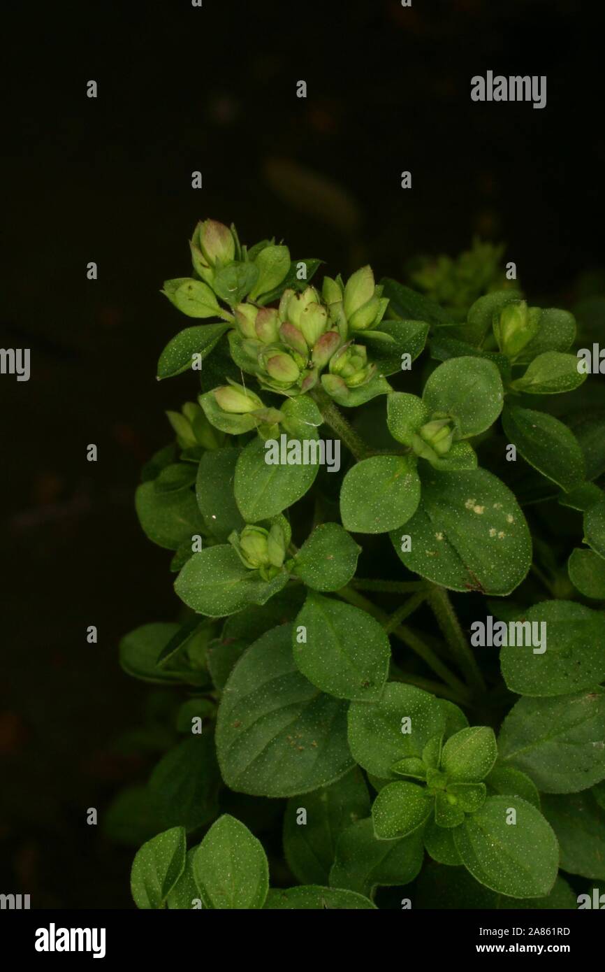 Origanum Vulgare Botanical Illustration High Resolution Stock ...