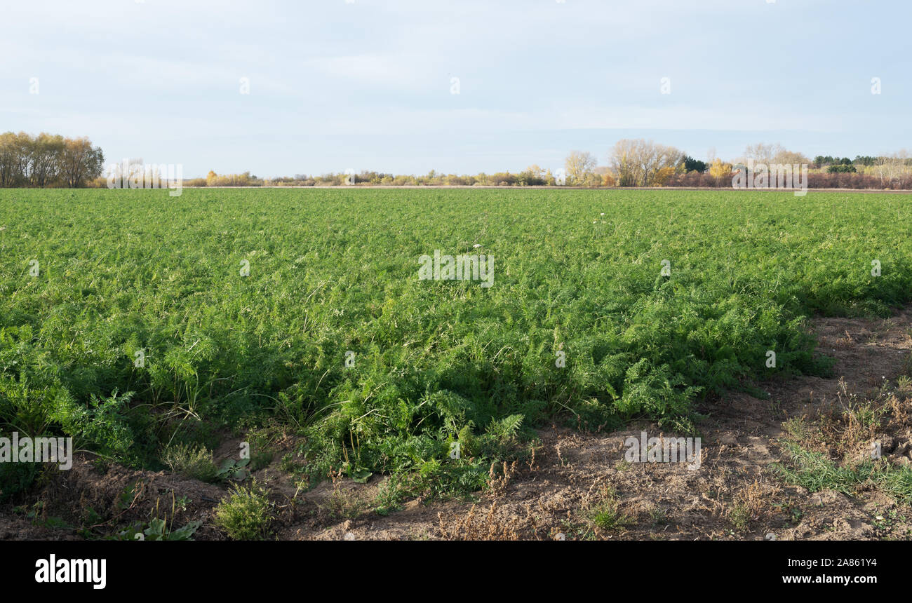 Green carrot field hi-res stock photography and images - Alamy
