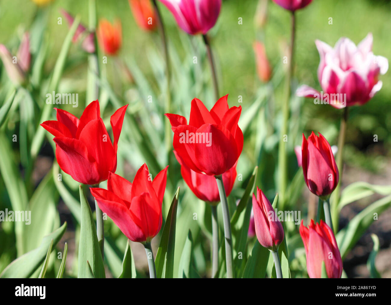 Botanic tulips hi-res stock photography and images - Alamy