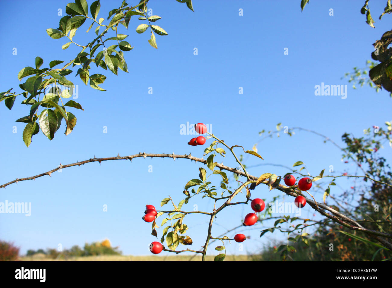 Wild rosehip shrub growing in nature Stock Photo - Alamy