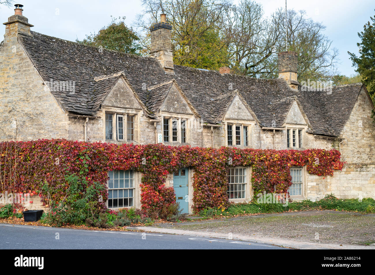 Parthenocissus tricuspidata. Boston Ivy / Japanese Creeper in autumn on ...