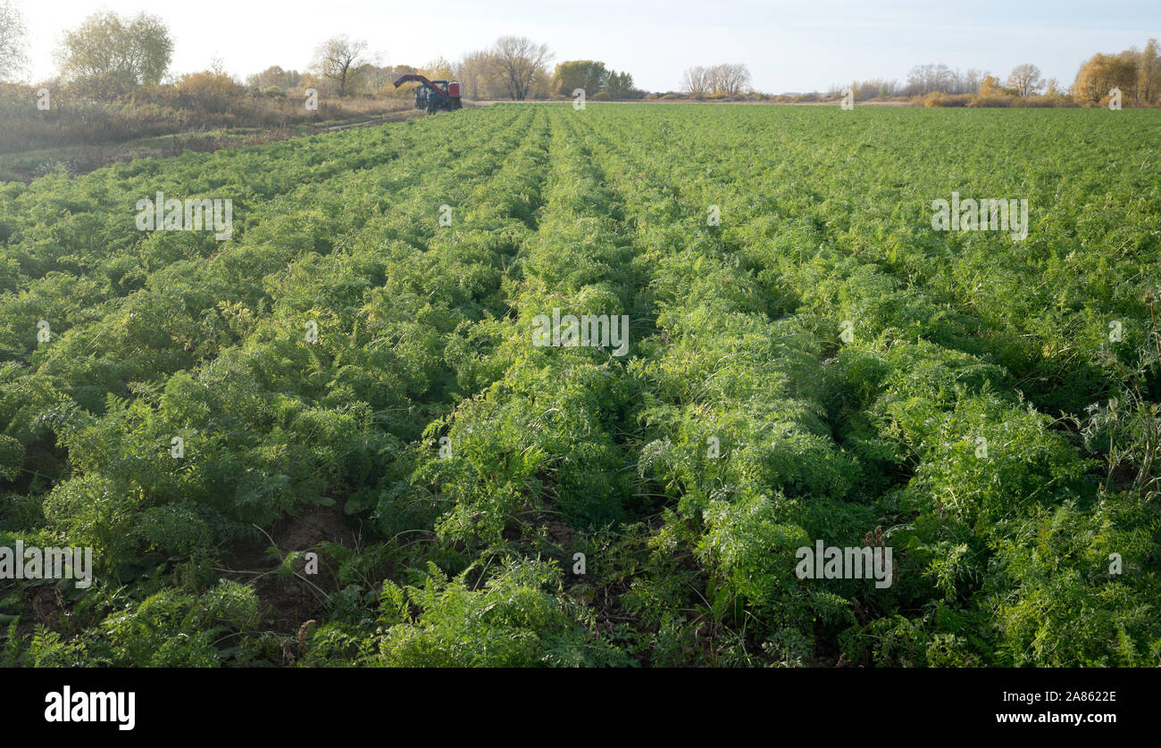 Green carrot field hi-res stock photography and images - Alamy