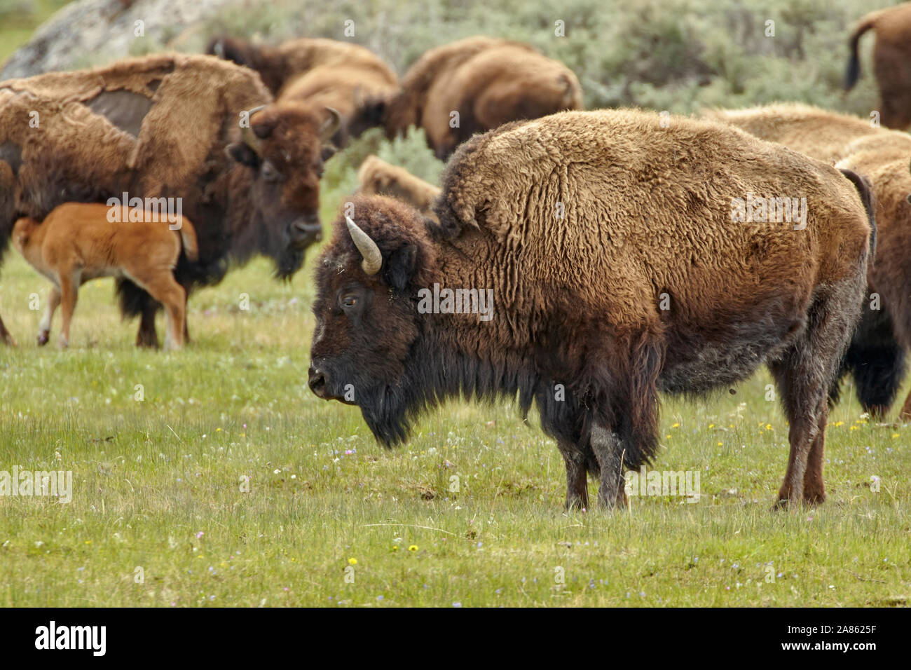 American Bison in Yellowstone National Park, Wyoming, USA Stock Photo ...