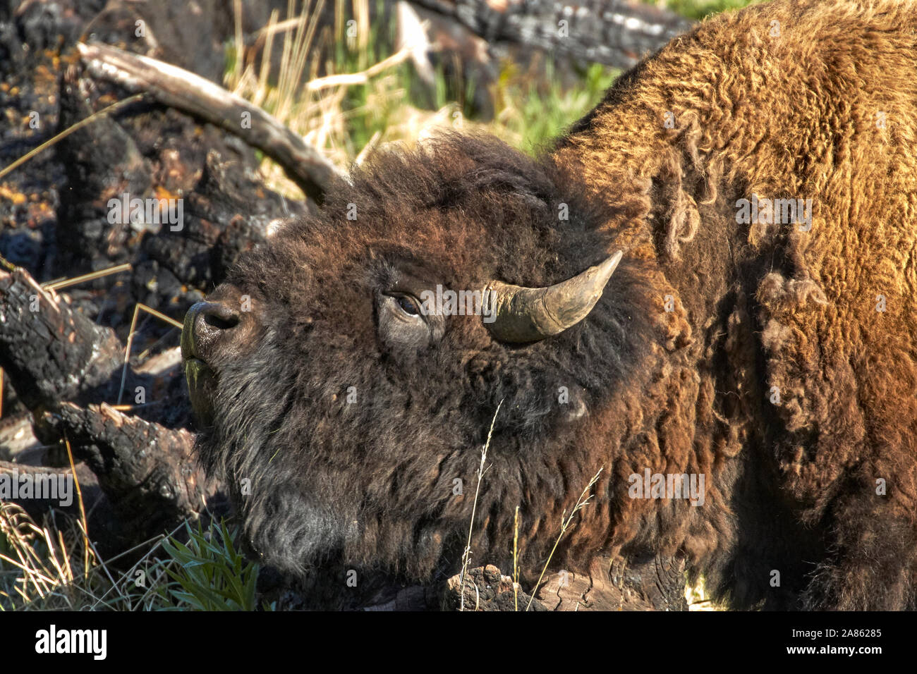 American Bison scratching its neck in Yellowstone National Park ...