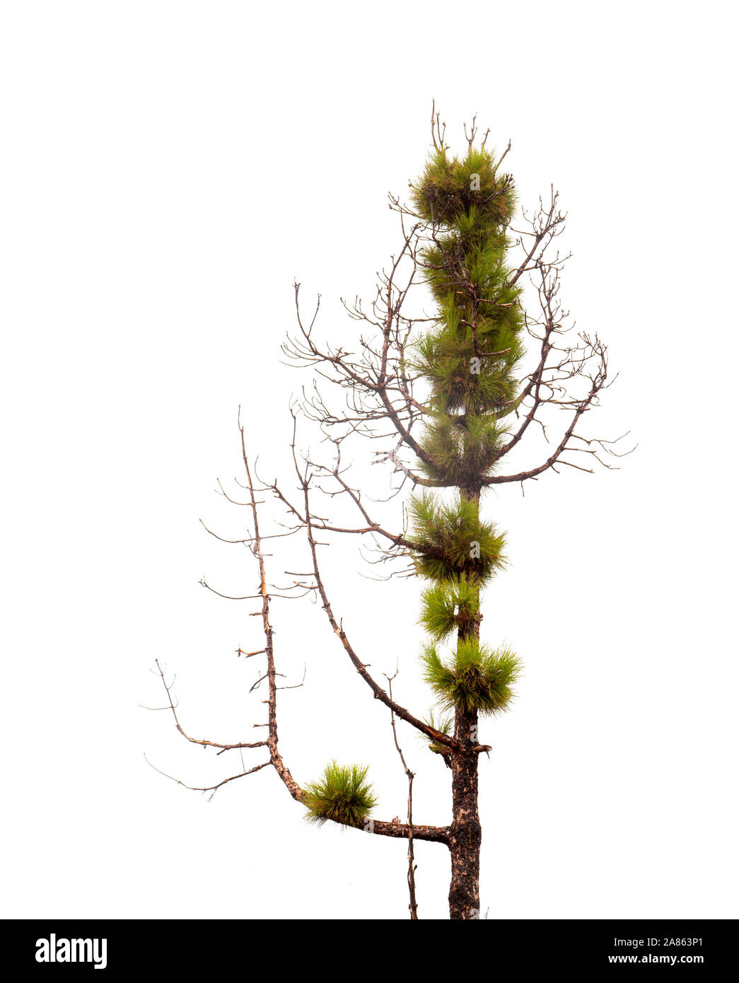 bottlebrush shaped Canary Pines re-sprouting from the trunk, two years ...