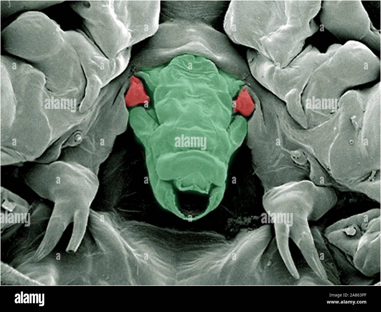 Parasite Fish Mouth High Resolution Stock Photography and Images - Alamy