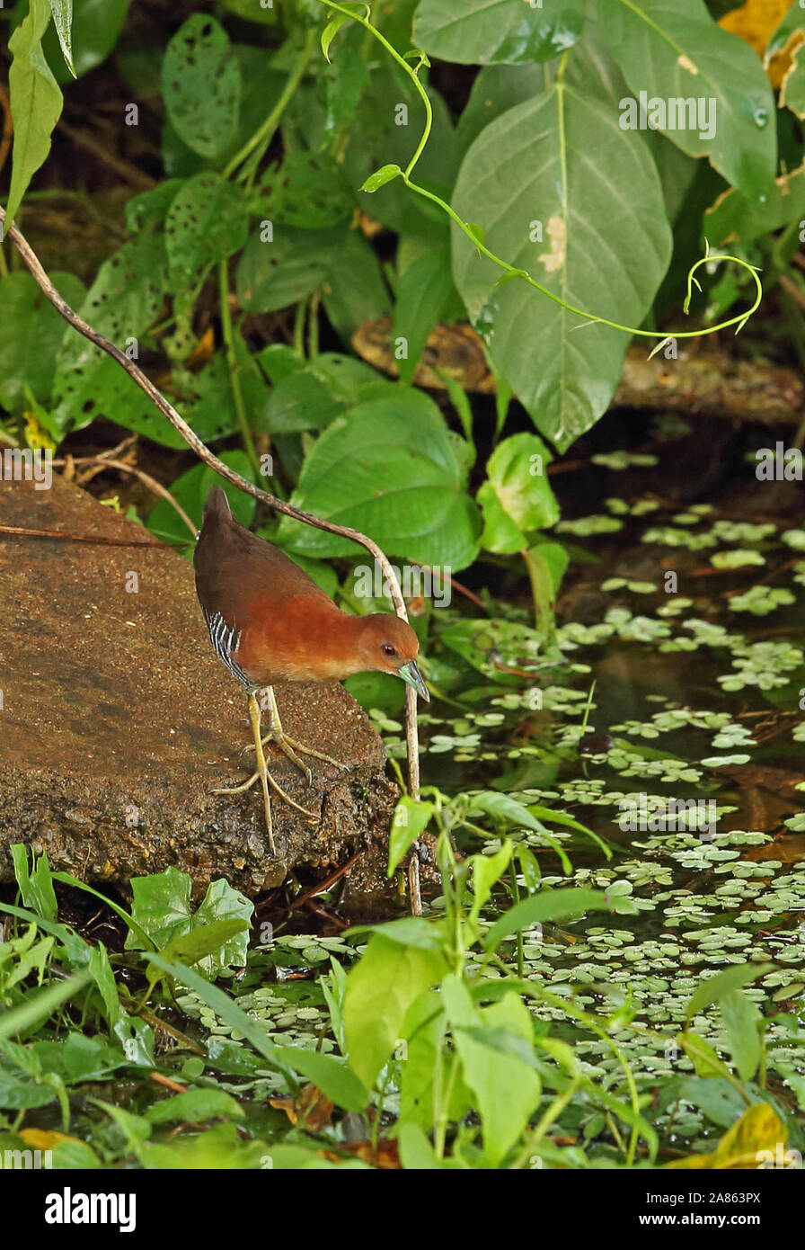 Chagres river panama hi-res stock photography and images - Alamy