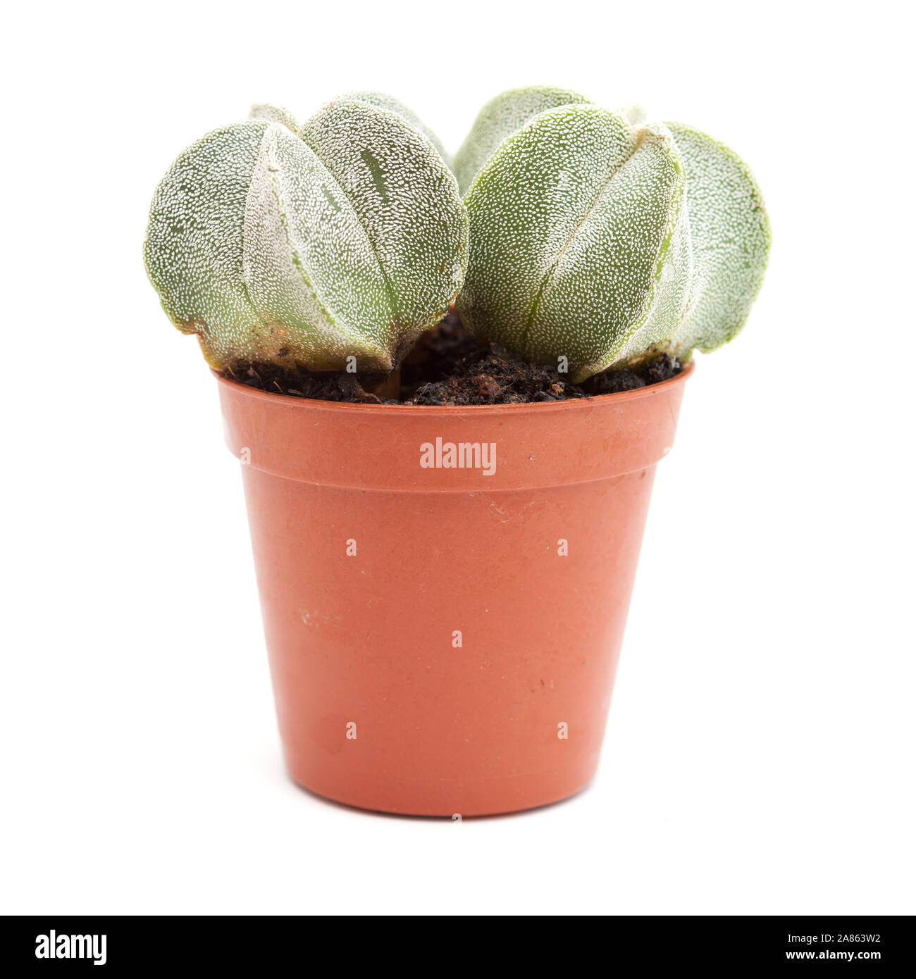 Cactus ribs Cut Out Stock Images & Pictures - Alamy