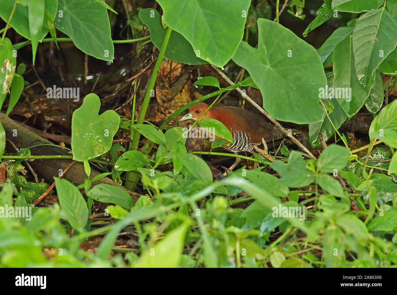 White-throated Crake (Laterallus albigularis) adult climbing through ...