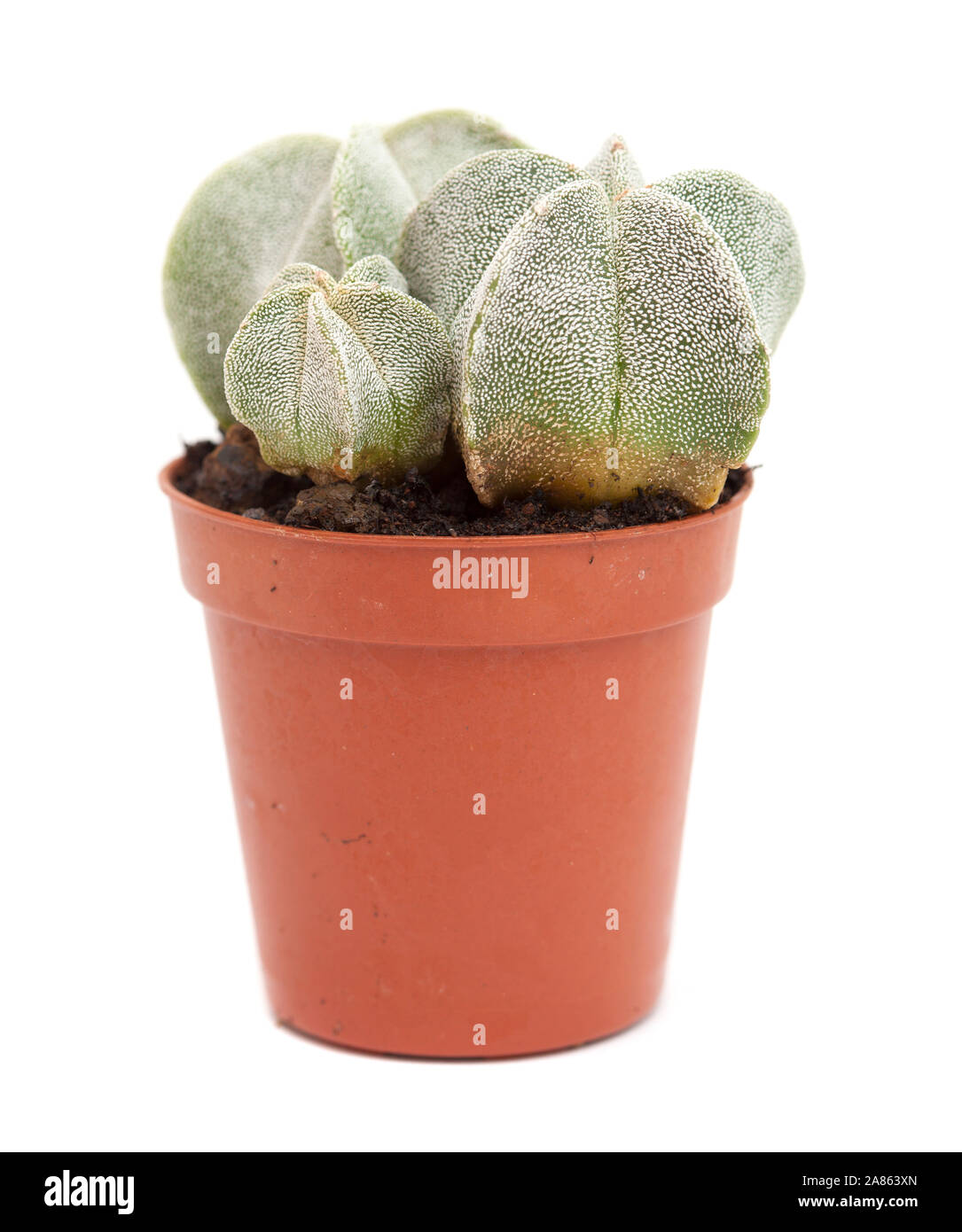 small cactus Astrophytum myriostigma, bishops cap cactus isolated on ...