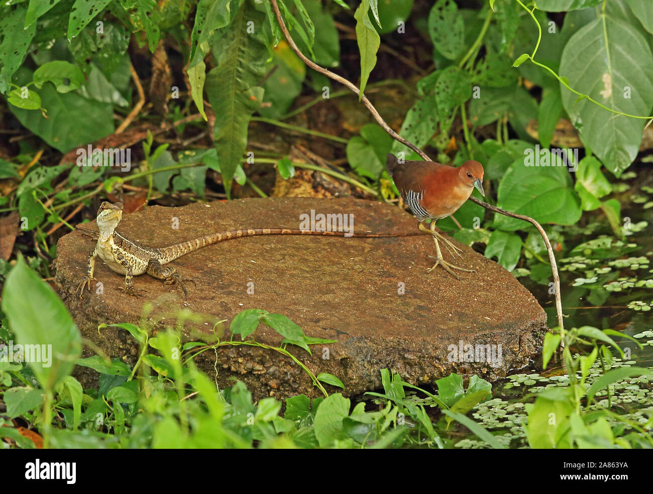 White-throated Crake (Laterallus albigularis) adult crake and Basilisk ...