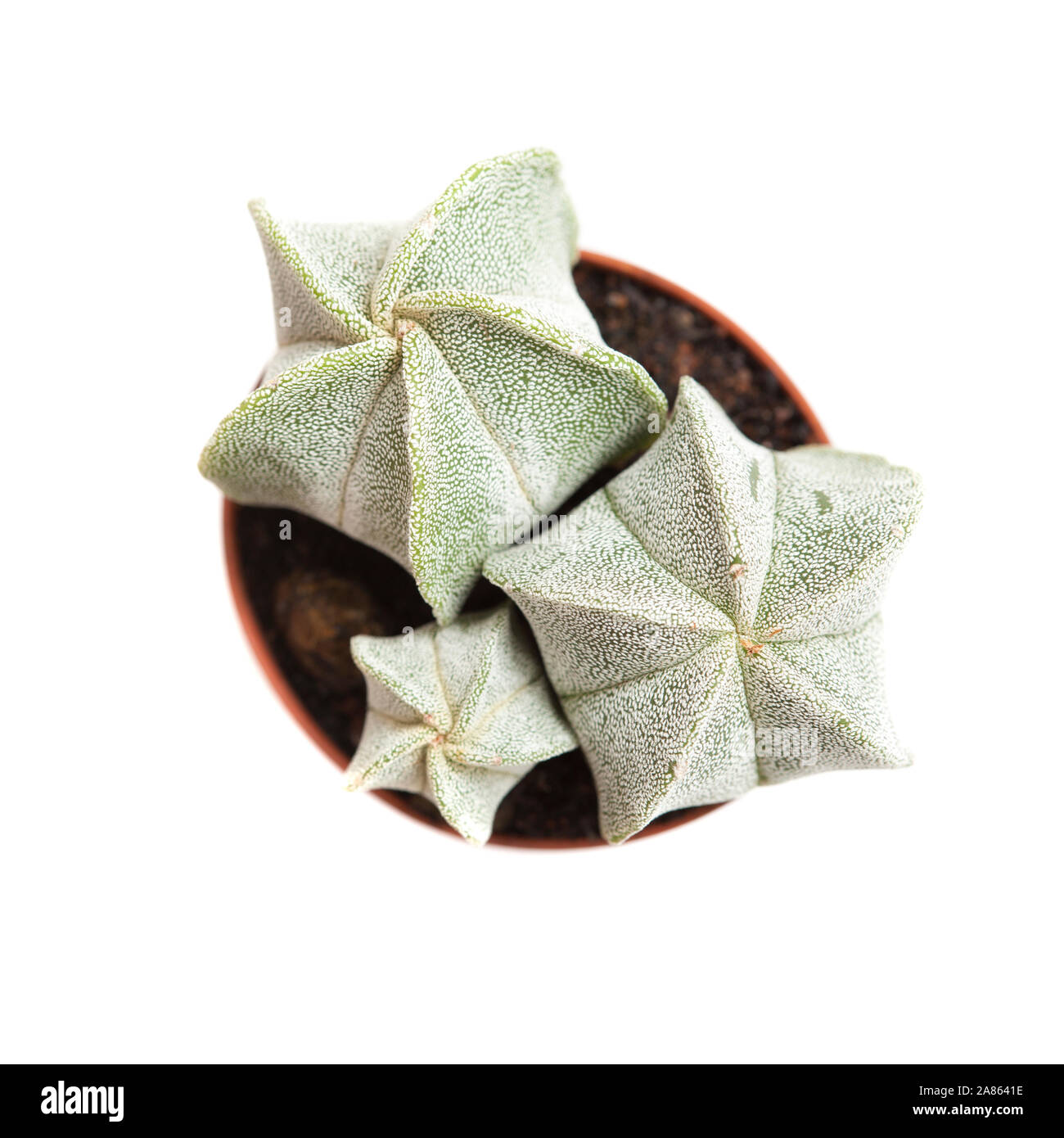 small cactus Astrophytum myriostigma, bishops cap cactus isolated on ...