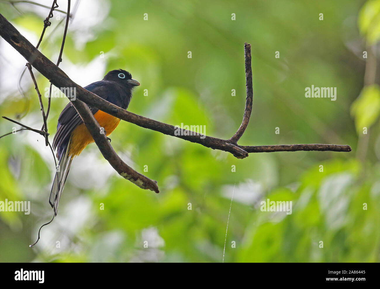 White-tailed Trogon (Trogon chionurus) adult male perched on branch ...