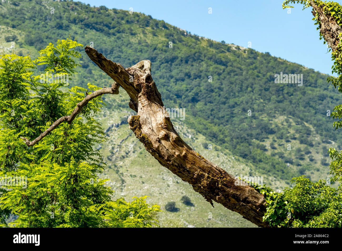 Dry tree in a green spring forest with lush green trees on blue sky ...