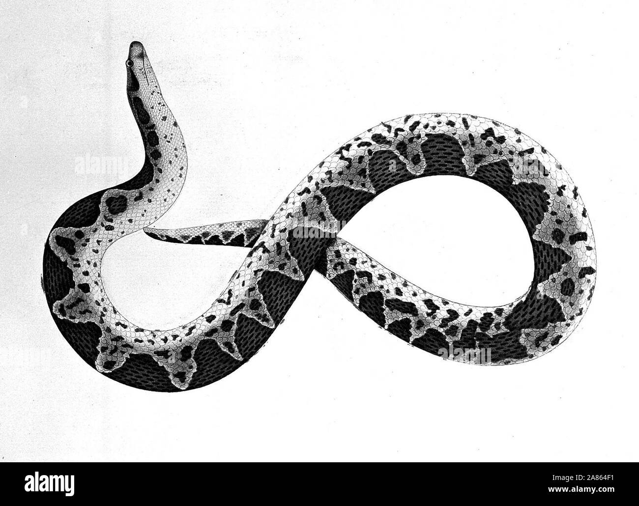 Black Diamond Pattern Skin High Resolution Stock Photography and Images ...