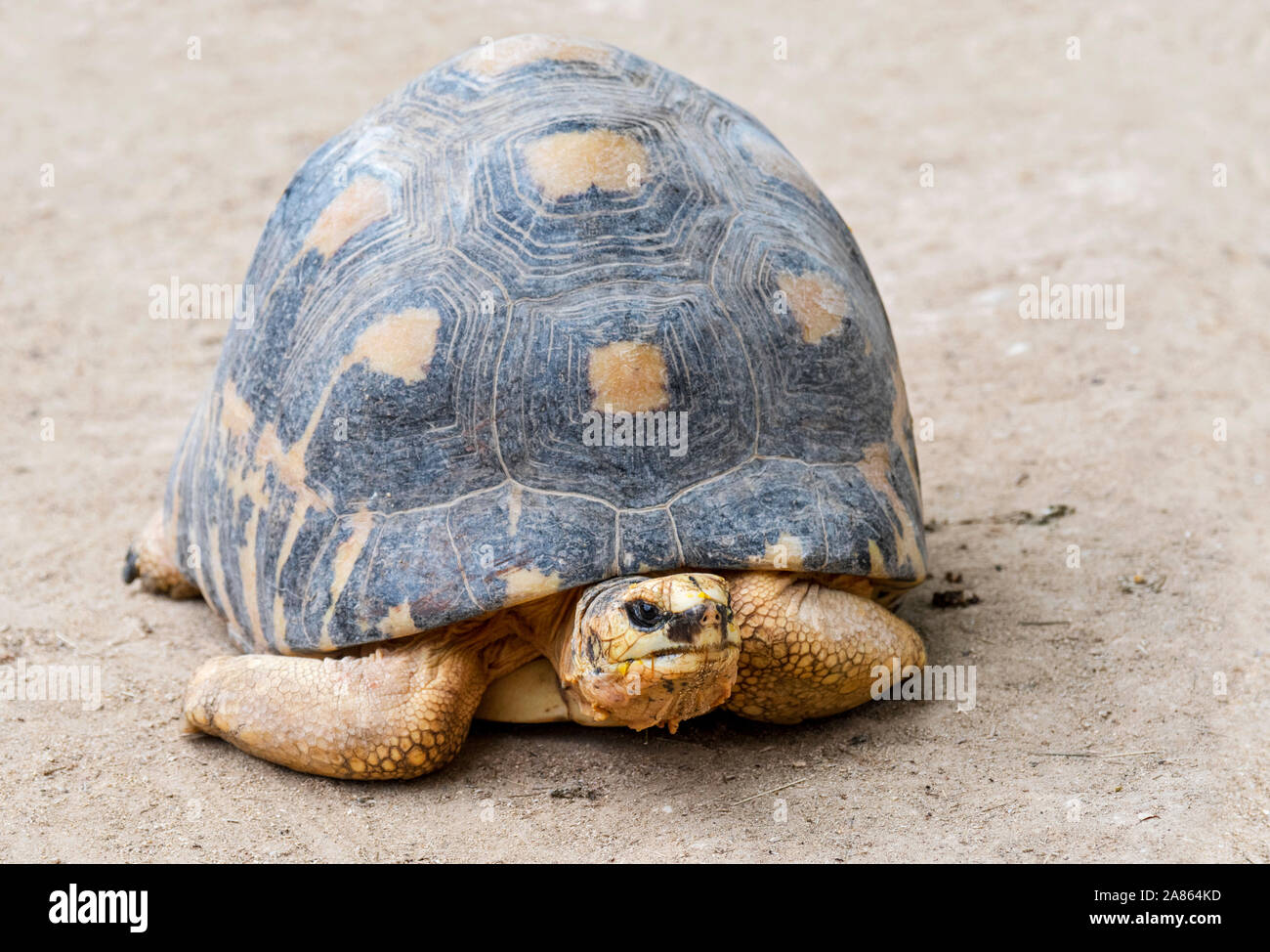 Radiated tortoise (Astrochelys radiata / Testudo radiata) native to ...