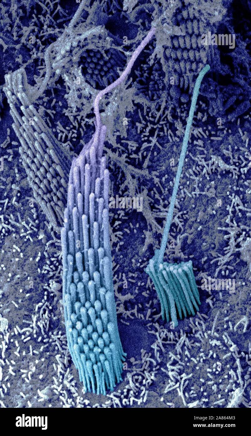 Stereocilia human hi-res stock photography and images - Alamy