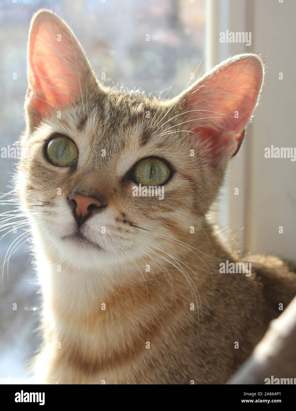 Portrait of adorable young cat with green eyes Stock Photo - Alamy