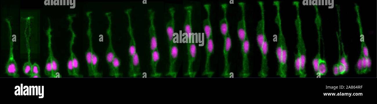 Cell division diagram hi-res stock photography and images - Alamy