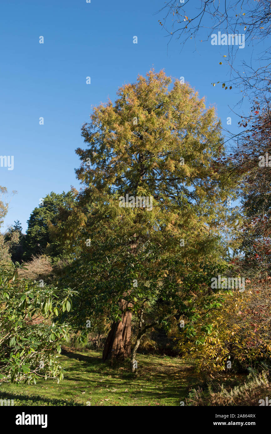 Dawn redwood tree hi-res stock photography and images - Alamy