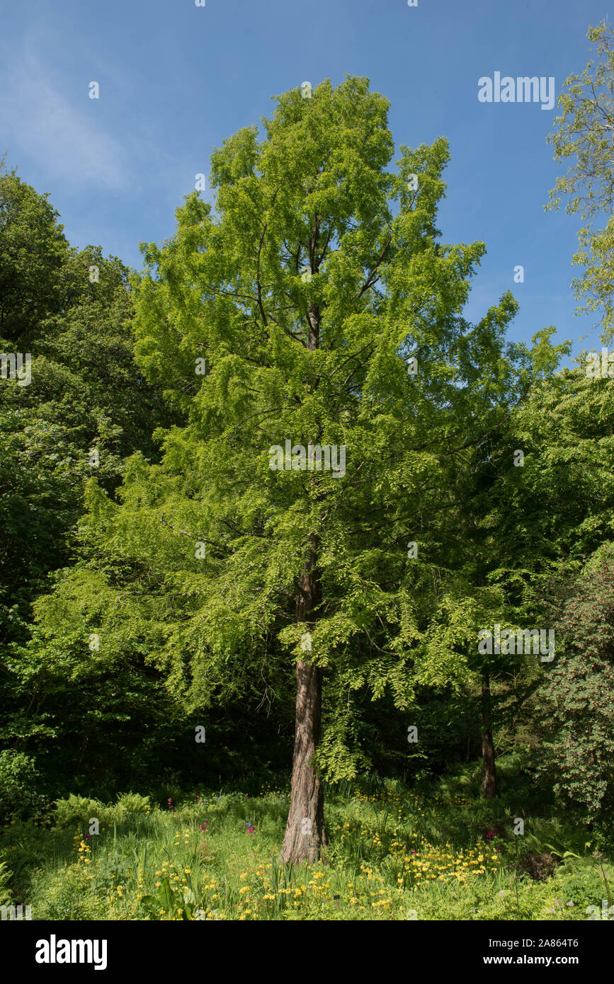 Upright deciduous tree hi-res stock photography and images - Alamy