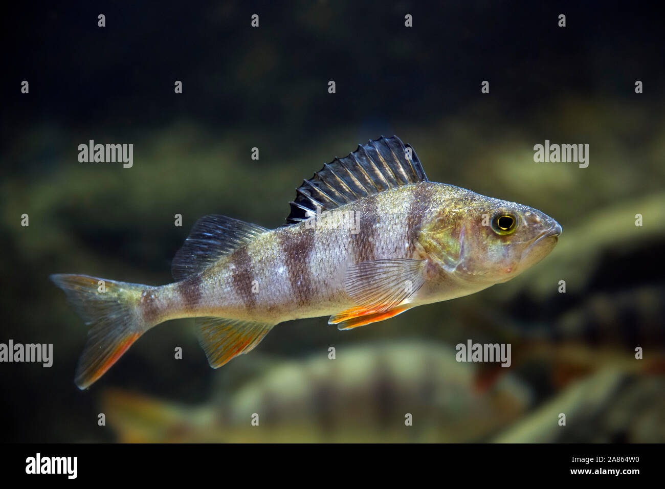 Perch fish hi-res stock photography and images - Alamy