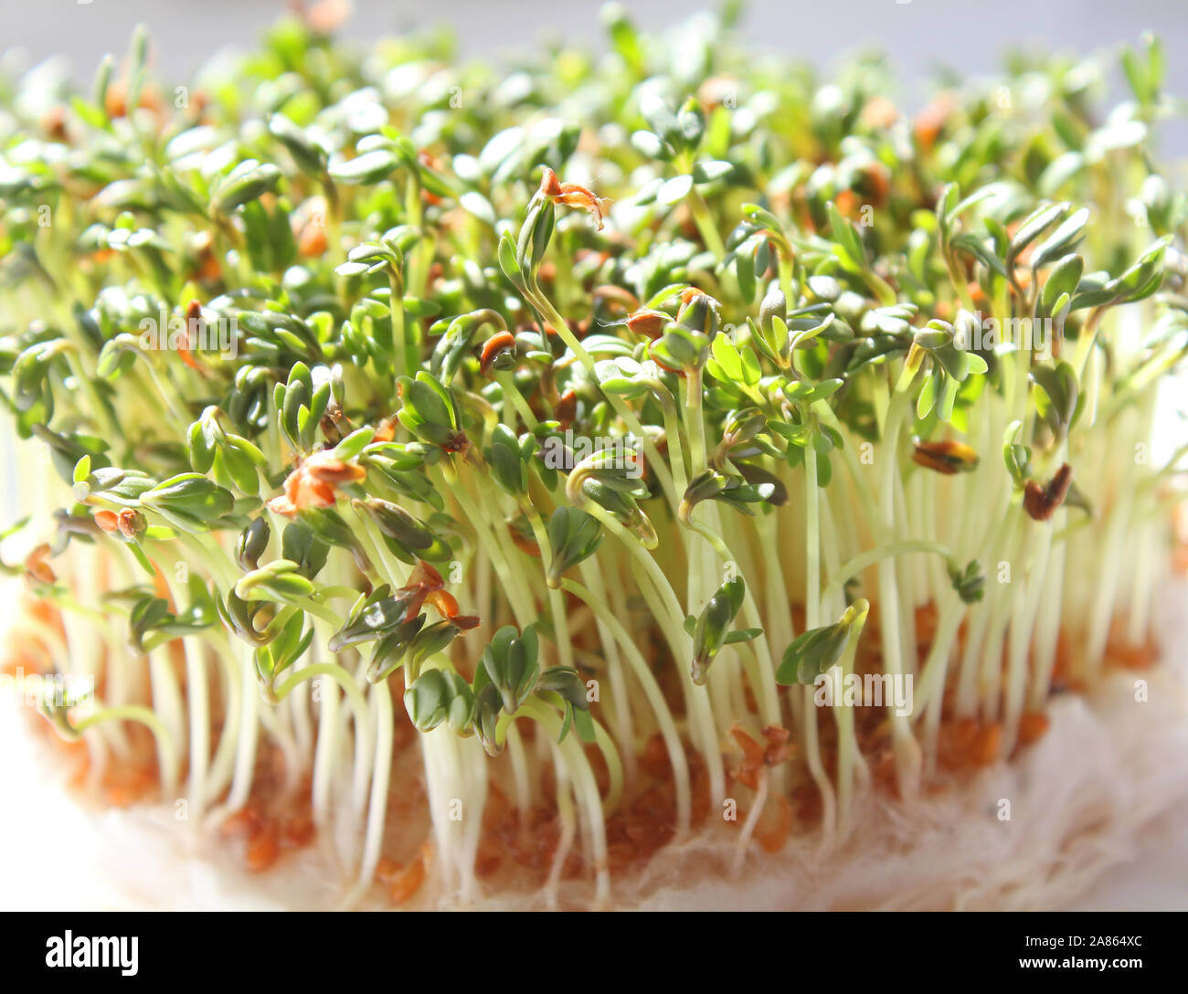 Green fresh garden cress sprouts Stock Photo - Alamy