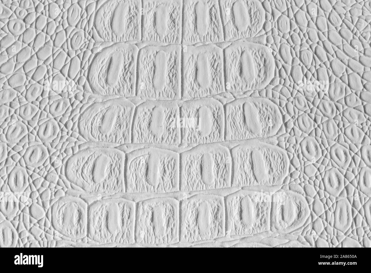 White crocodile leather texture. Abstract background for design ...