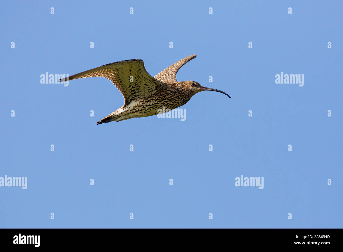 Curlews scotland hi-res stock photography and images - Alamy