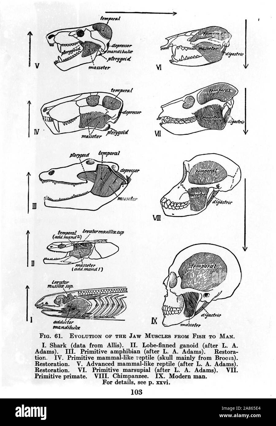 Evolution of the fish sign Black and White Stock Photos & Images - Alamy