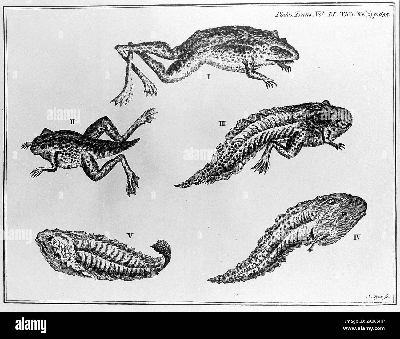 White frog fishes hi-res stock photography and images - Alamy