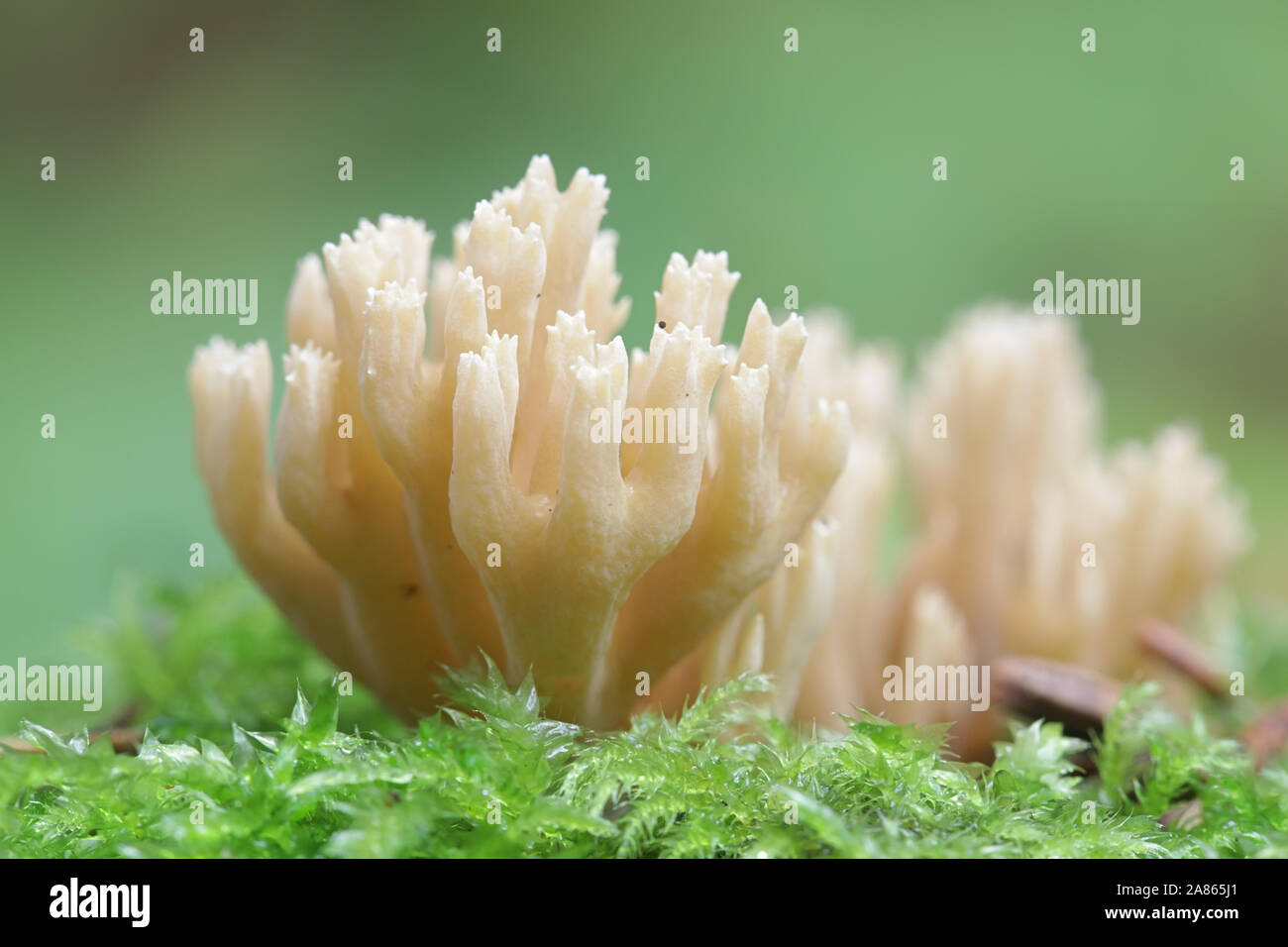Ramaria hi-res stock photography and images - Alamy