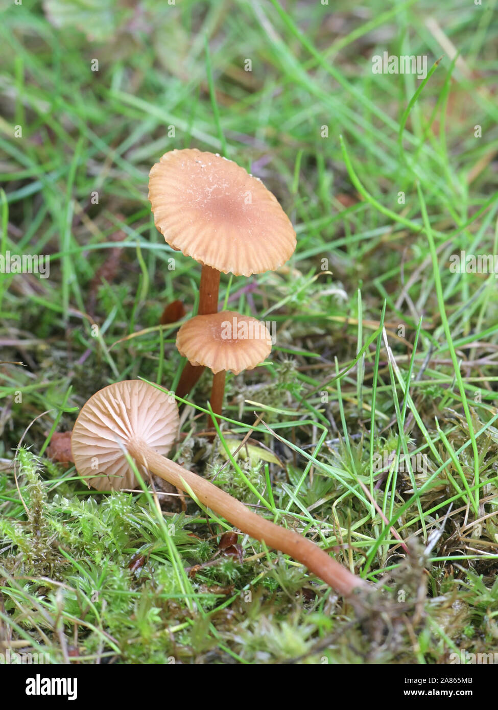 Deceiver laccaria laccata hi-res stock photography and images - Alamy