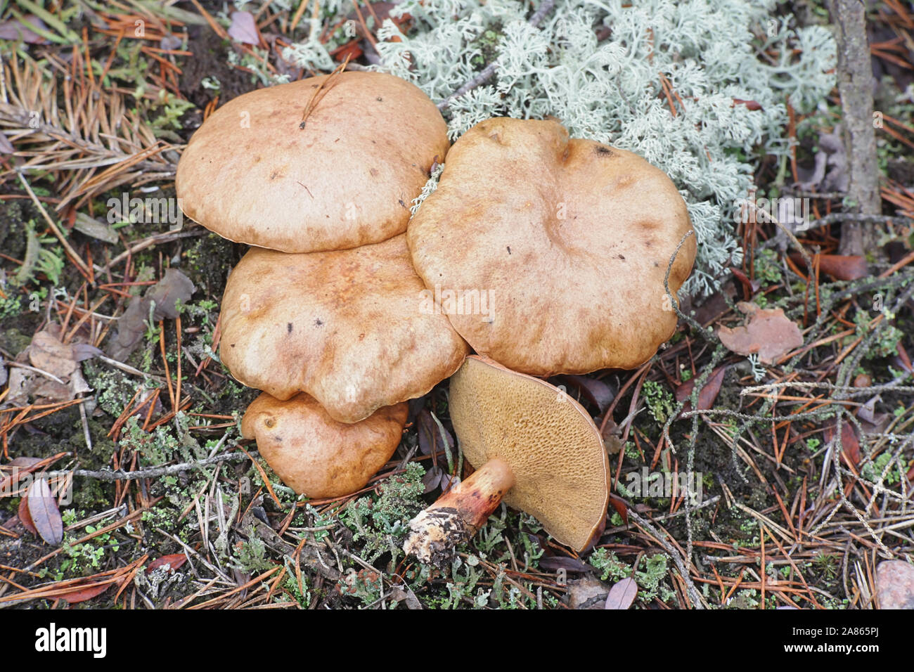 Bovine Bolete Suillus Bovinus High Resolution Stock Photography and ...