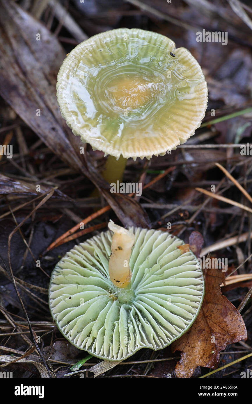 Gliophorus psittacinus, known as the Parrot Toadstool or Parrot Waxcap ...